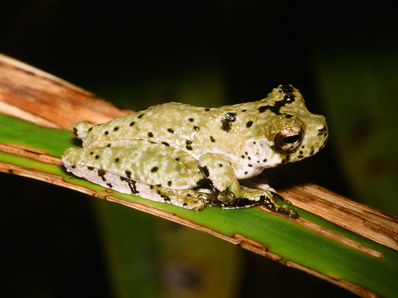 An army of new species of frogs described - Media | Queensland Museum