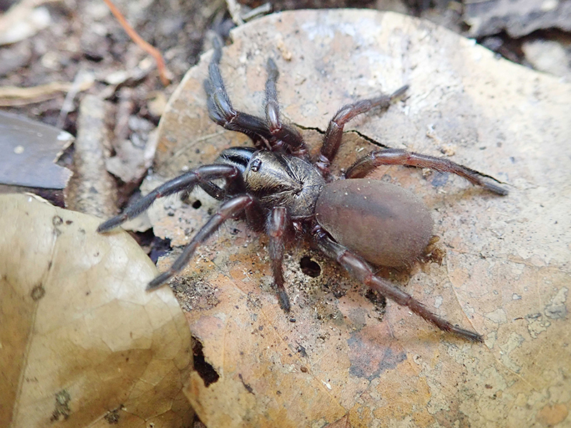 New species of wishbone spiders uncovered in field work - Media | Queensland Museum