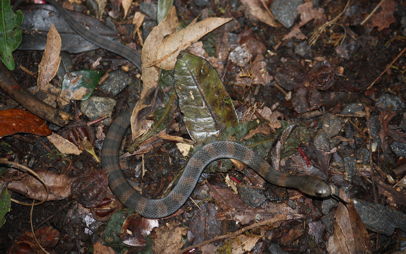 Tiger Snakes like it cool - Question of the month | Queensland Museum