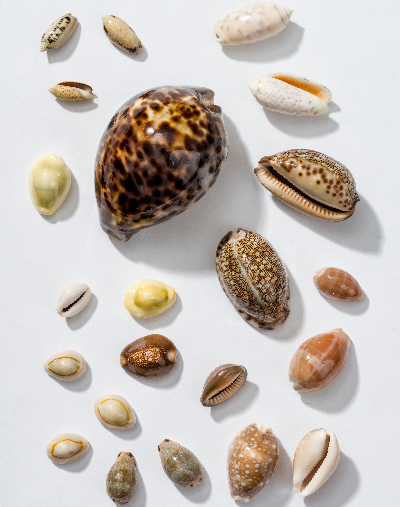 Shell Classification: Dichotomous Key - Learning Resources | Queensland ...