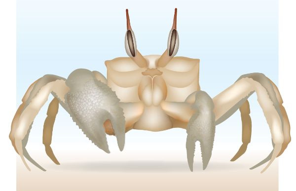 Exploring Australian Food Webs - QMN Learning Resource