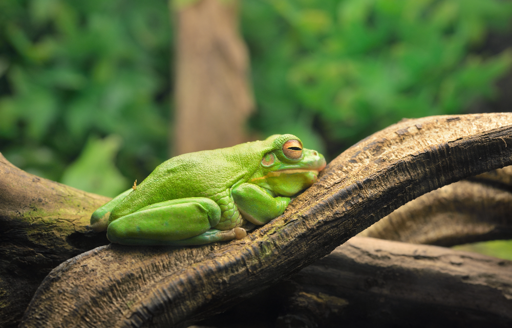 Exploring Binomial Names - QMN Learning Resource