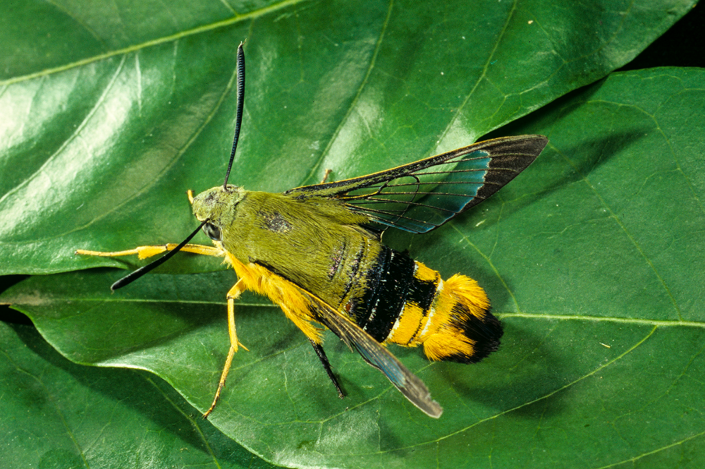 I am a Scientist: Observing Insects - QM Learning Resource