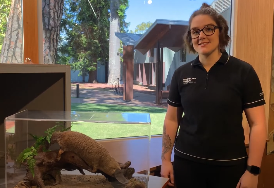 Platypus | Little Learners - Learning Resources | Queensland Museum