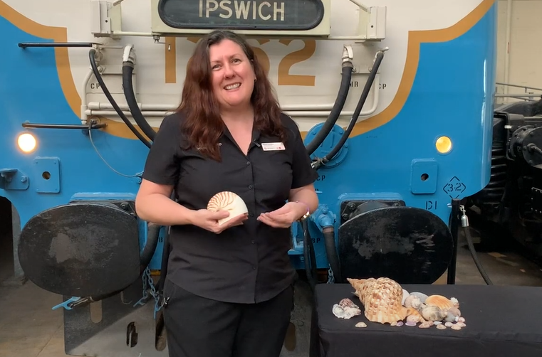 Seashells | Little Learners - Learning Resources | Queensland Museum