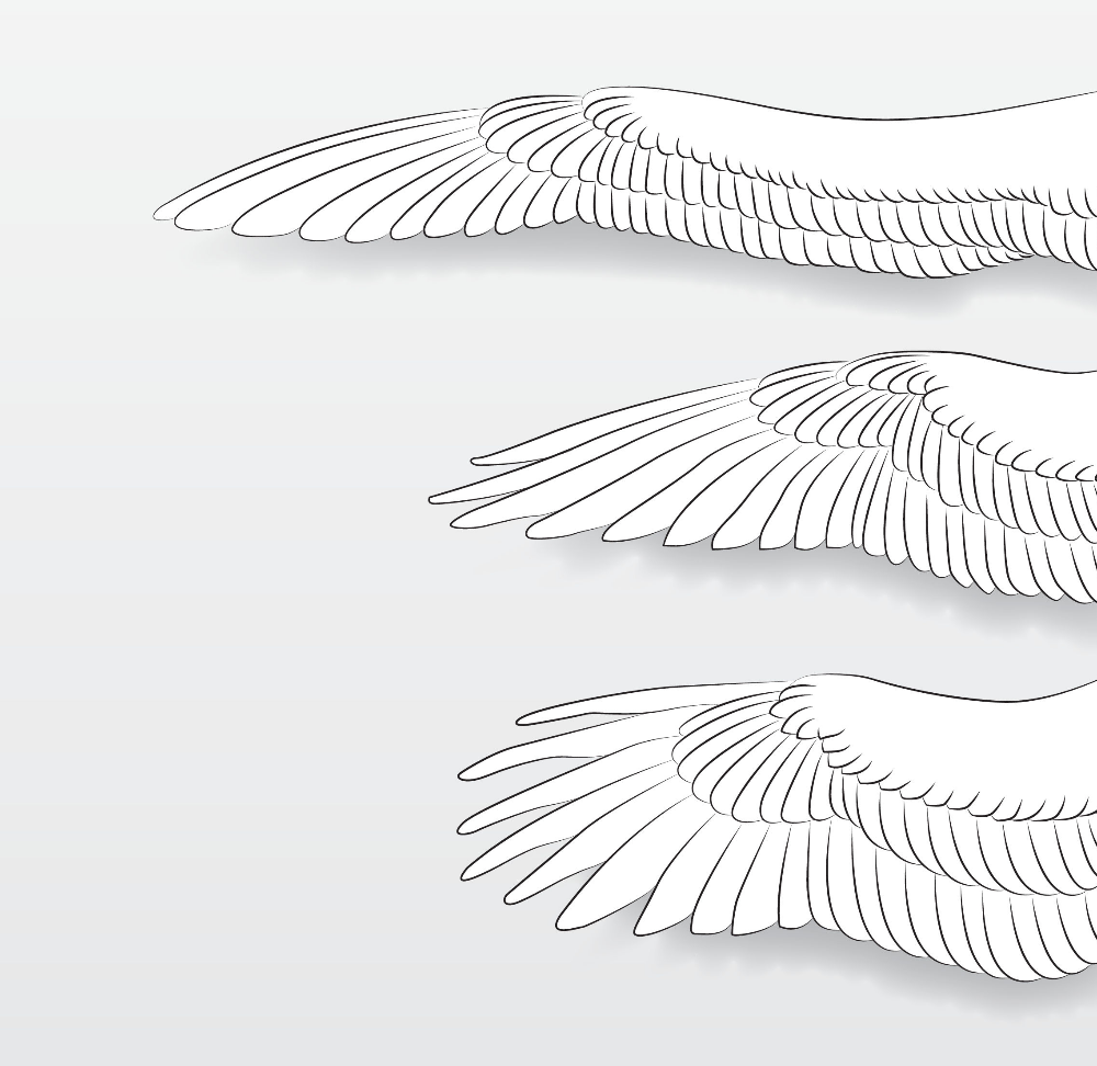 On the Wing: Exploring Aspect Ratio - Learning Resources | Queensland ...