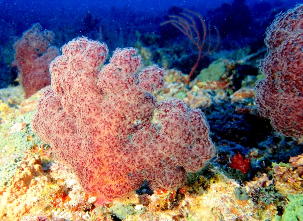 Carnivorous Sponges and Deep Sea Creatures - QMN Learning Resource