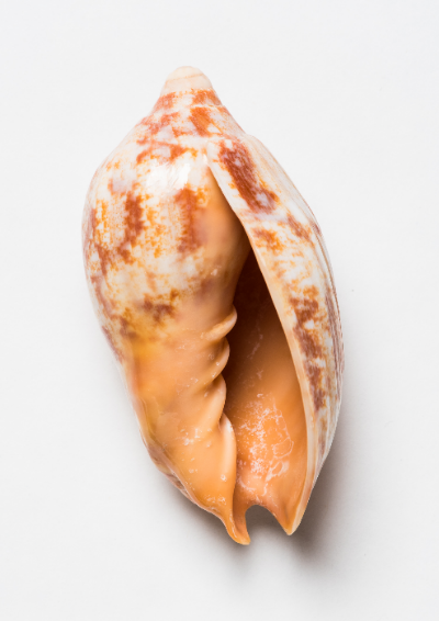 Shell Classification: Student Shell Plates - Learning Resources ...