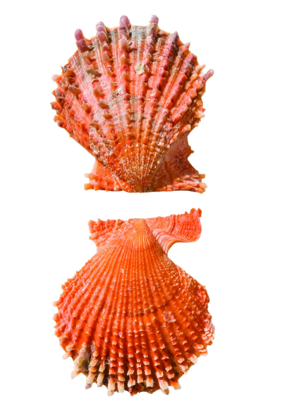 Shell Classification: Dichotomous Key - Learning Resources | Queensland ...