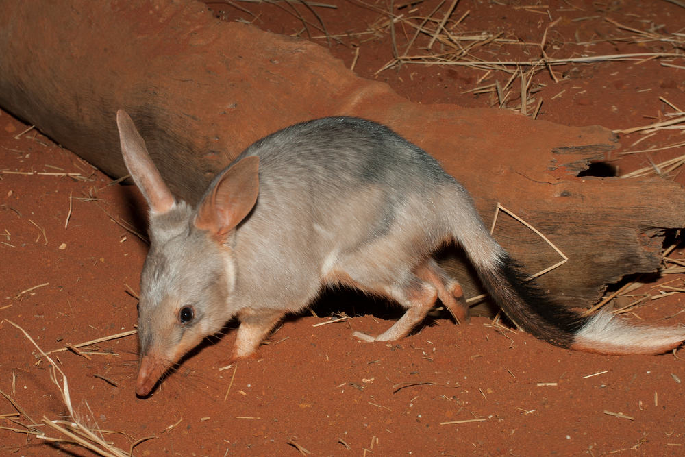 Staying Alive: Australian Animal Adaptations - Learning Resources ...