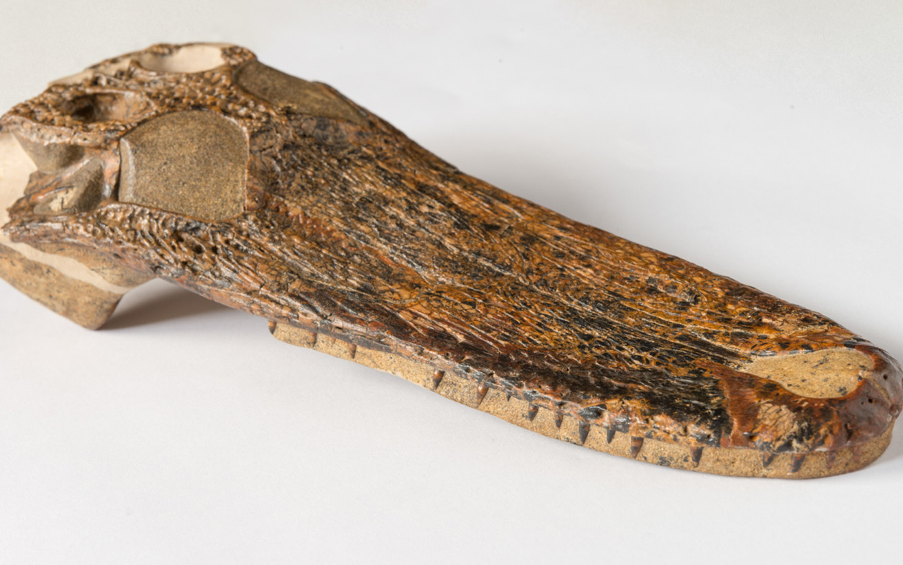 Dinosaurs - Collections & Research | Queensland Museum