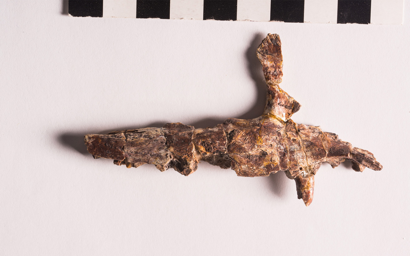 Dinosaurs - Collections & Research | Queensland Museum