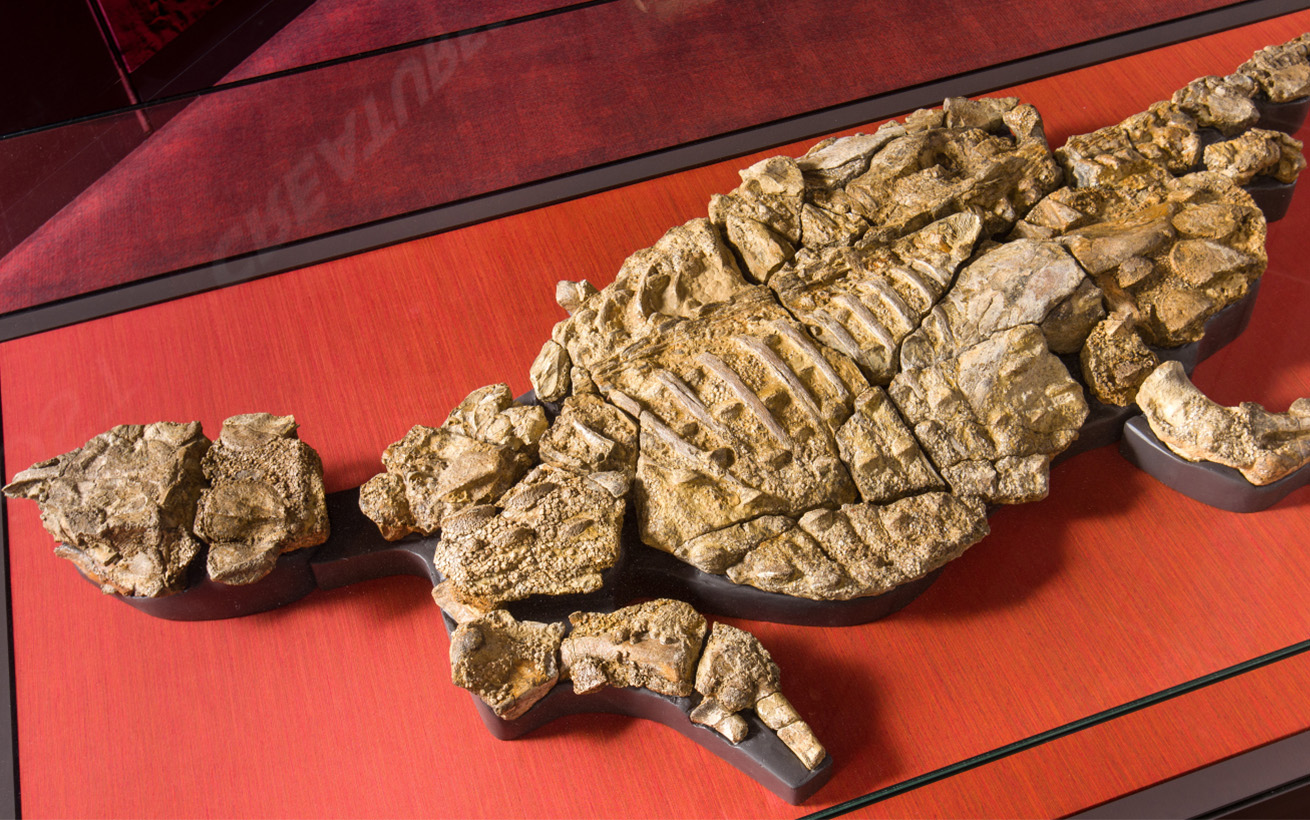 Dinosaurs - Collections & Research | Queensland Museum