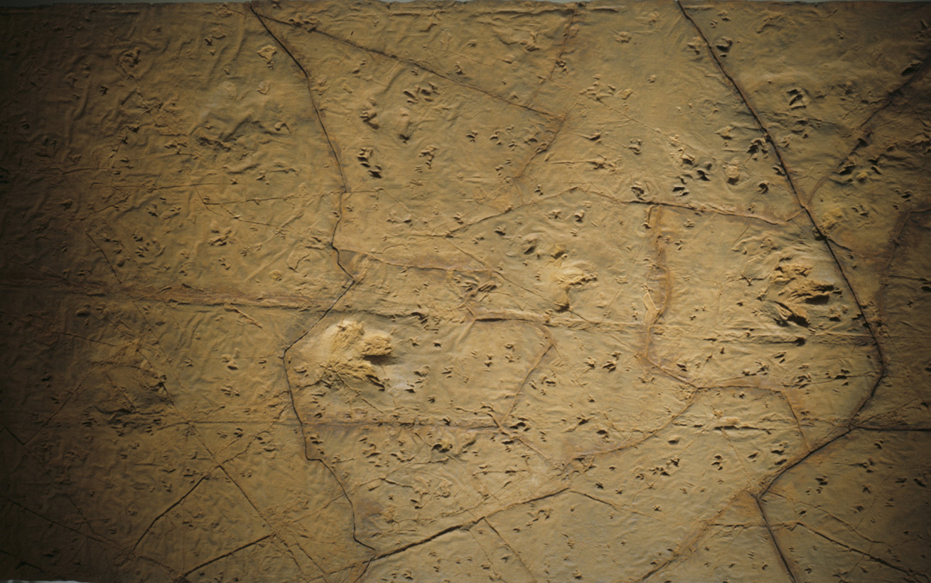 Dinosaurs - Collections & Research | Queensland Museum