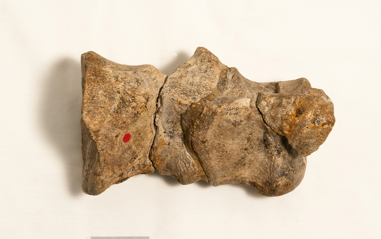 Dinosaurs - Collections & Research | Queensland Museum