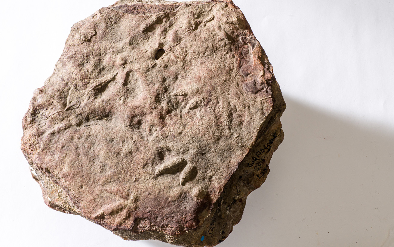 Dinosaurs - Collections & Research | Queensland Museum