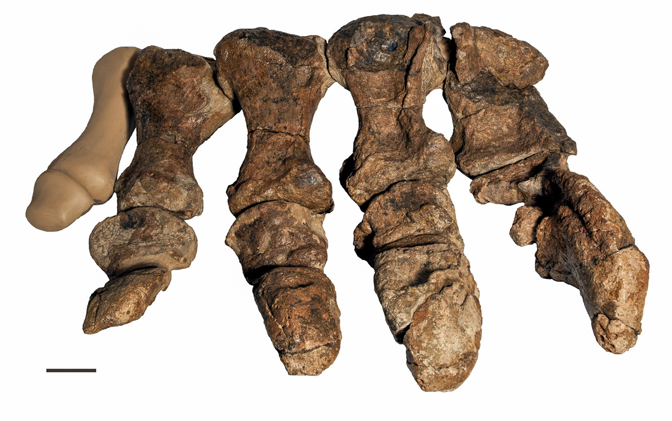 Dinosaurs - Collections & Research | Queensland Museum