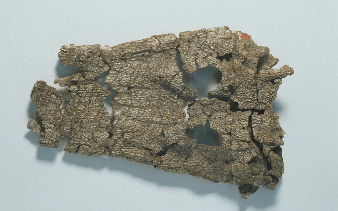 Dinosaurs - Collections & Research | Queensland Museum